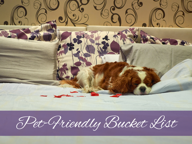 Pet-Friendly Bucket List – Noche Skincare